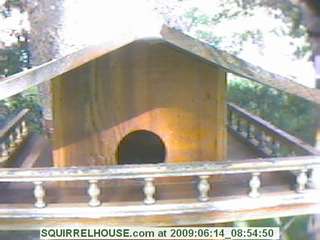 Bob's Backyard Squirrel House Live Webcam Balcony View