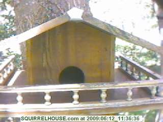 Bob's Backyard Squirrel House Live Webcam Balcony View